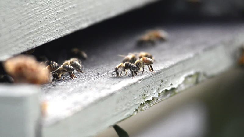 Bees Cooling Hive stock video. Video of horizontal, insect - 57684441