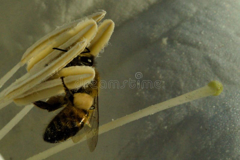 600 Western Honey Bee Inside a Devil S Trumpet Stock Photo - Image of ...