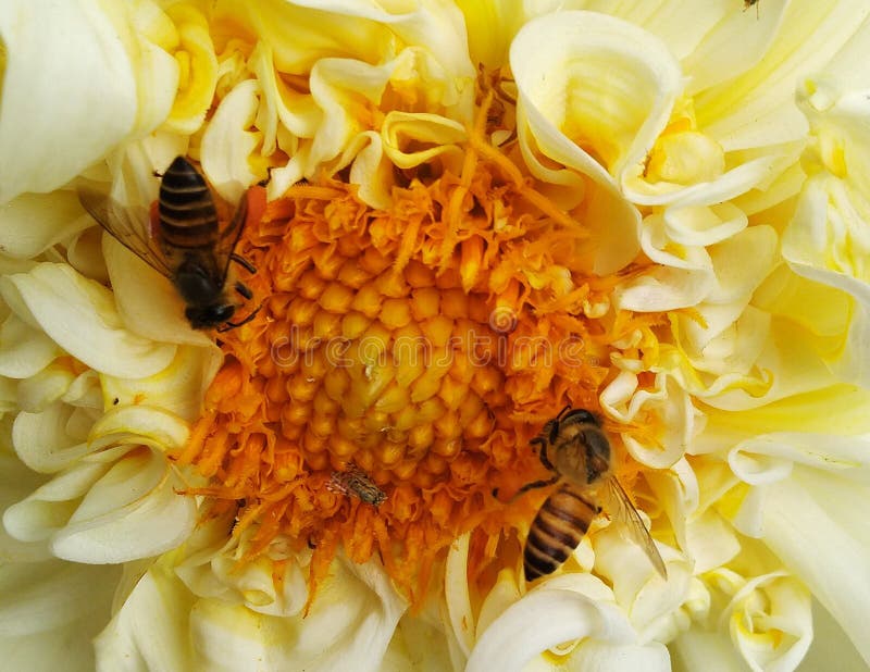 Bees couple on flower stock image. Image of bees, flower - 175548049