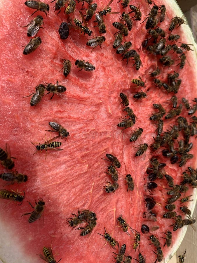 Bees on the water melon stock photo. Image of summer - 253370476