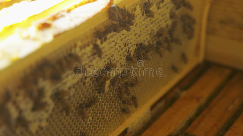 Bees Crawl Along the Nest Frame in the Hive. Stock Video - Video of ...