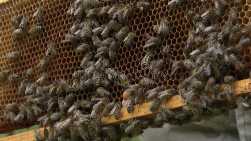 Bees Crawl on the Honeycomb without Honey, Beekeeping in the Spring ...