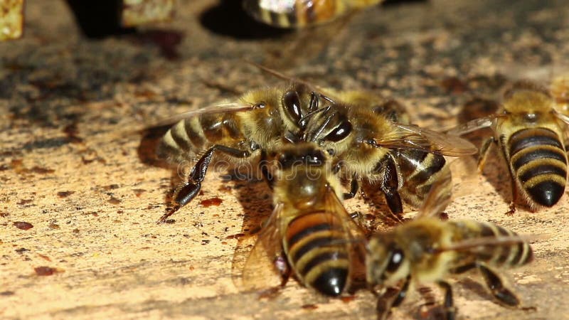 Honeybee cluster stock footage. Video of apiary, agriculture - 79180842