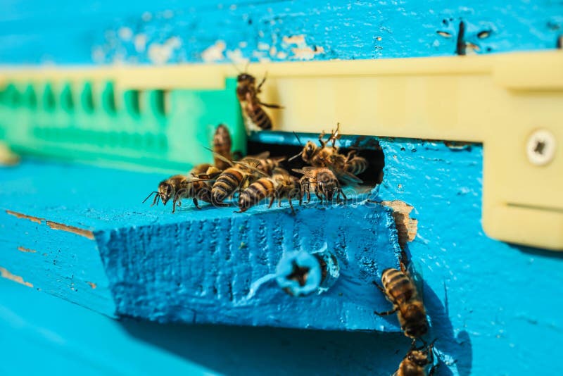 Bees Crawling Out of a Beehive Stock Photo - Image of closeup, swarming ...