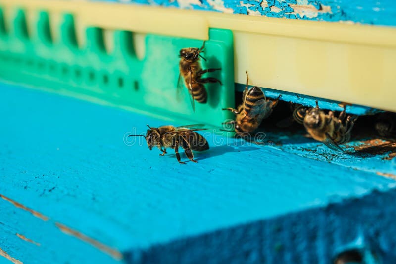 Bees Crawling Out of a Beehive Stock Photo - Image of spring ...