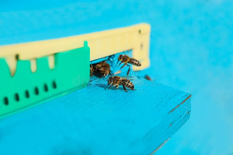 Bees Crawling Out of a Beehive Stock Image - Image of family, macro ...