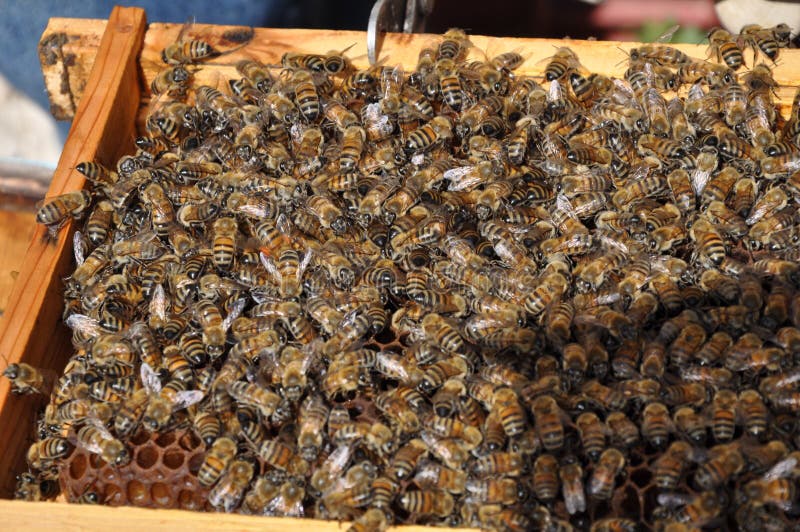 Bees in Cyprus stock image. Image of hardworking, feeding - 80775179