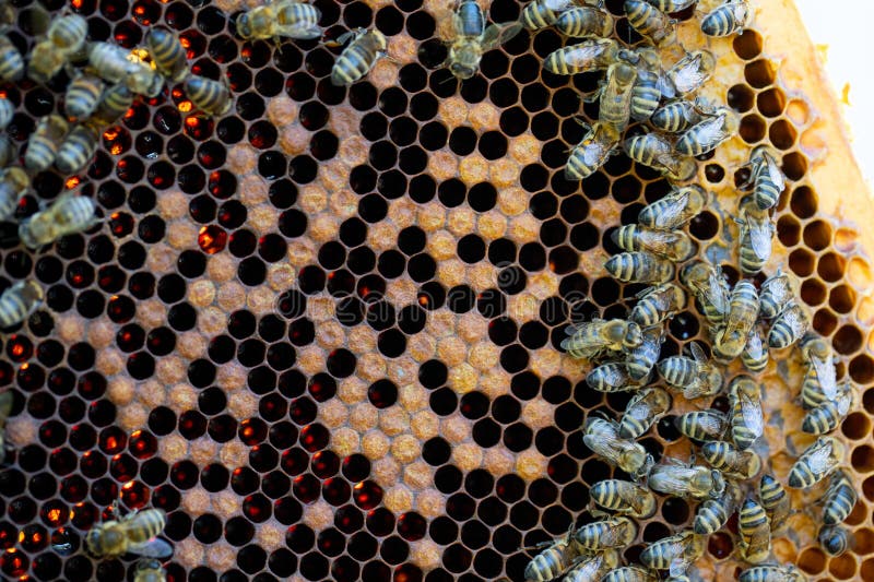 CloseUp Image of Honeycomb Featuring Bees Engaged in Pollination and ...