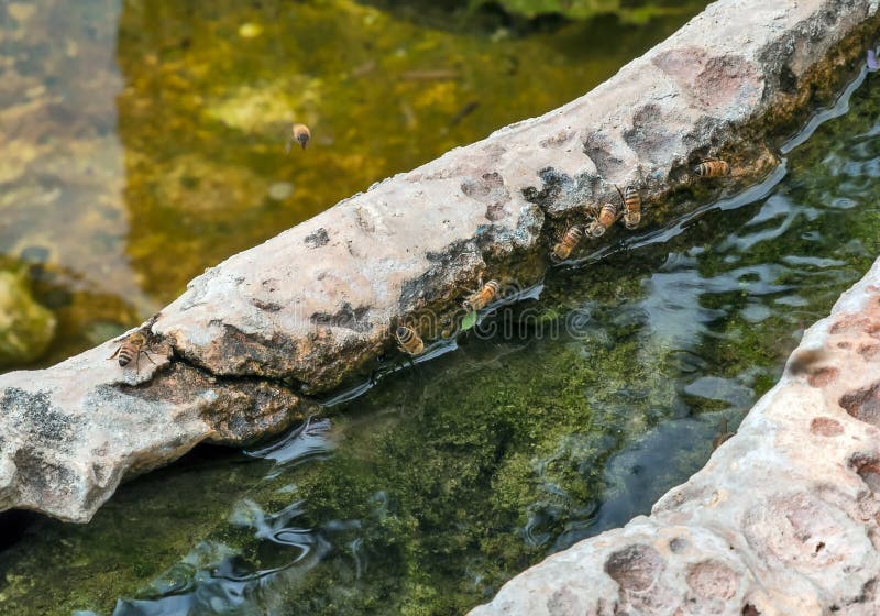 Bees Drink Water. on Open Air. Stock Image - Image of nature, water ...
