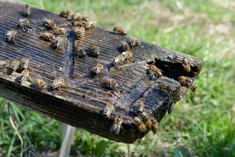 Bees Drink Water. Spring. Animals Drinking Water. Stock Image - Image ...