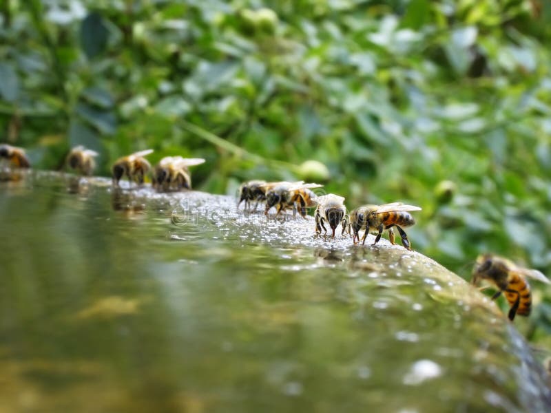 Bees Drinking stock photo. Image of collection, fountain - 3124116