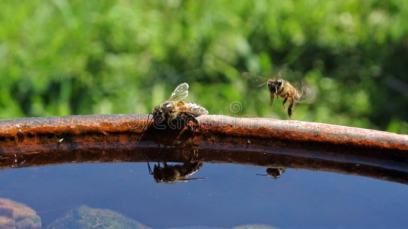 Bees Drinking from Bird Bath Stock Image - Image of stripes, reflection ...