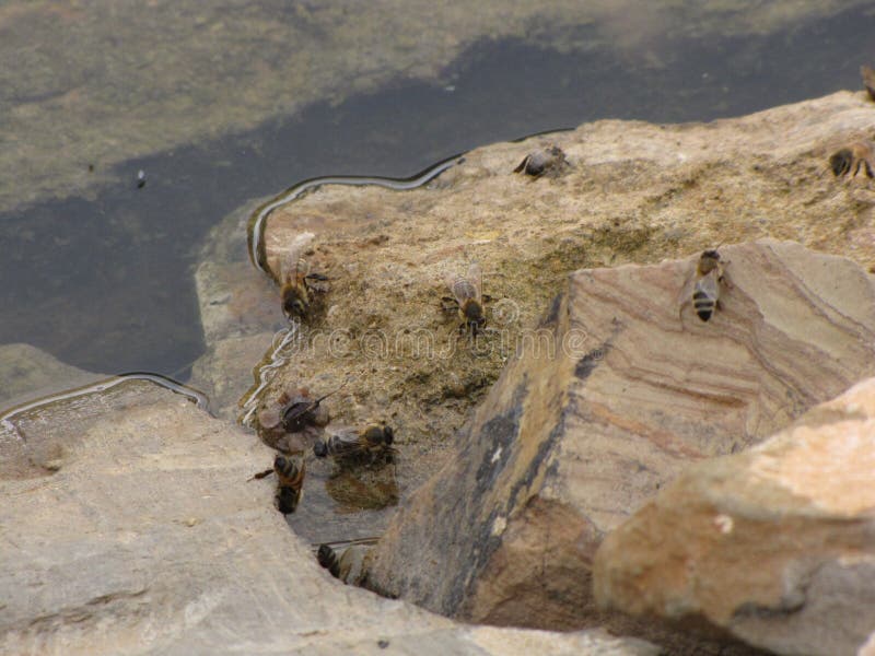 Bees Drinking stock image. Image of water, bees, buzz - 91528053