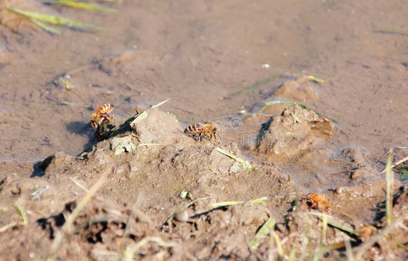Bees Drinking from Muddy Pond Stock Image - Image of thirsty, bees ...