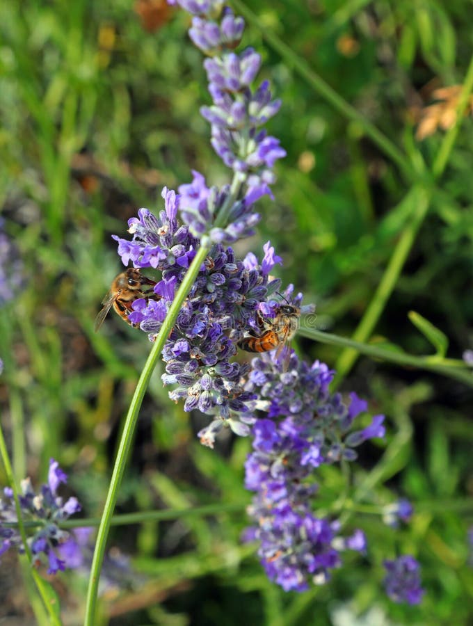 Bees are Drinking Nectar from a Fragrant Lavender Flower in the Spring ...