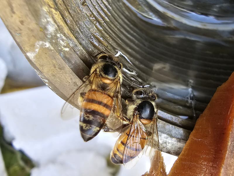 2 Bees drinking water stock photo. Image of bees, drinking - 271451674