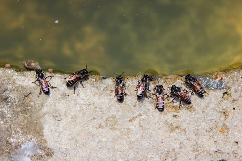 Bees drinking water stock photo. Image of wildlife, insect - 79286006