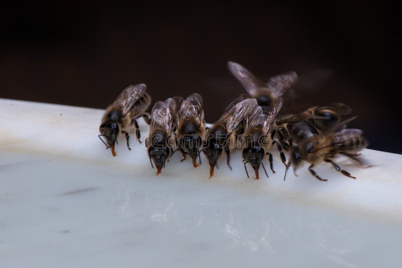 Bees while drinking water stock photo. Image of wildlife - 52433194