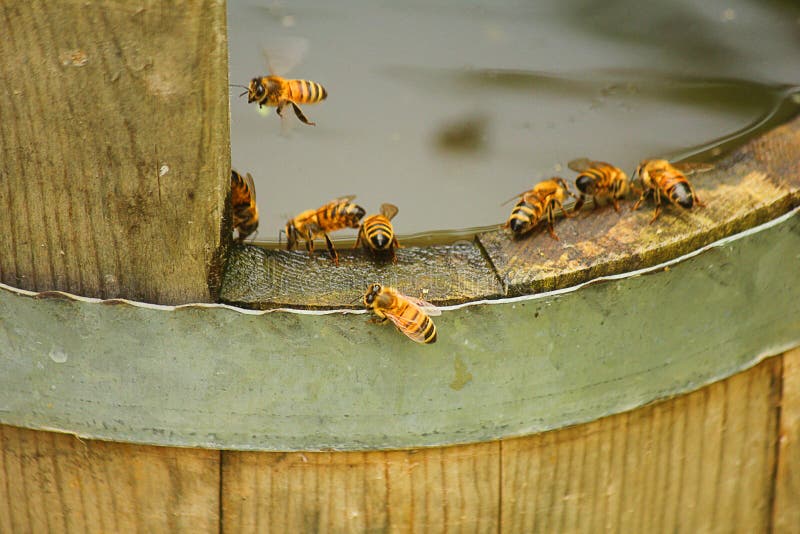 630 Bees Drinking Water Stock Photos - Free & Royalty-Free Stock Photos ...