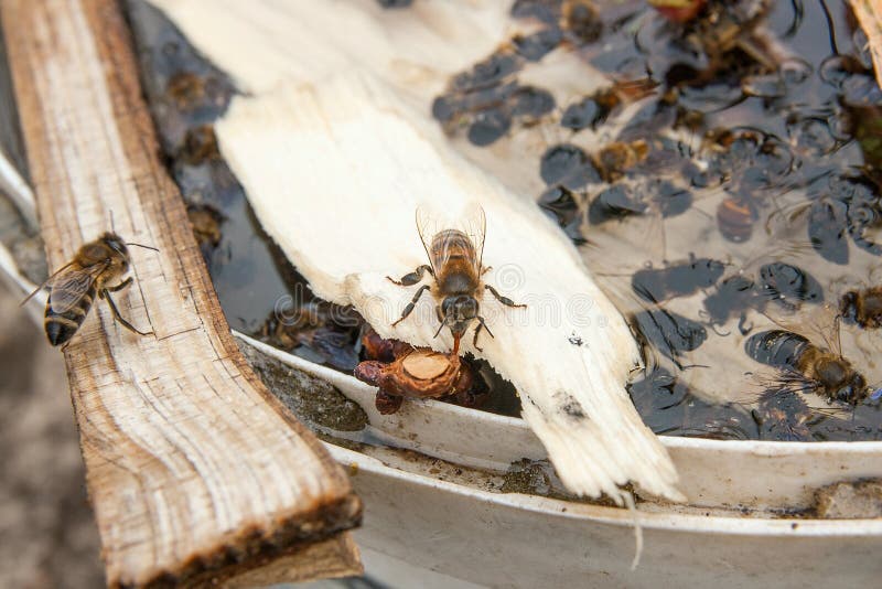 Bees Drinking Water in the Summer Stock Image - Image of apiary, busy ...