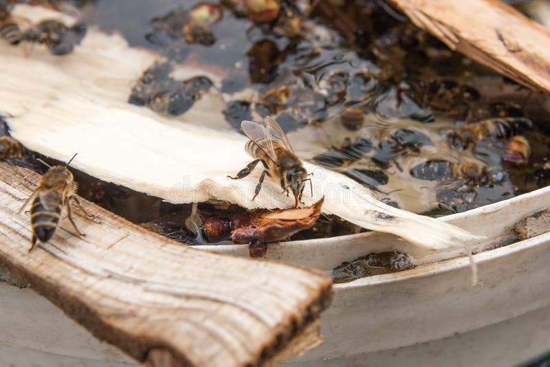 Bees Drinking Water in the Summer Stock Image - Image of busy ...