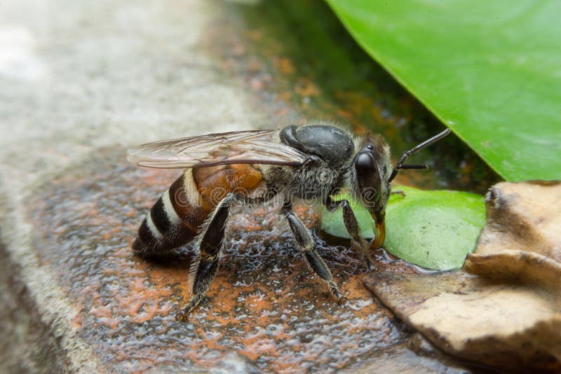 Bees Drinking Water in the Summer, Close-up Macro Stock Image - Image ...