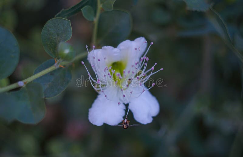 Bees eat flower seeds stock photo. Image of honey, blossom - 323878736