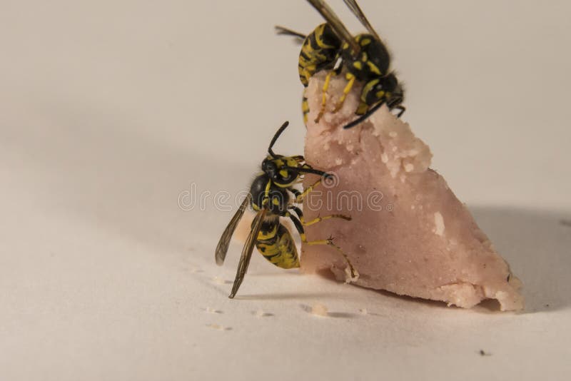 Bees eating meat stock image. Image of nature, piece - 96486487