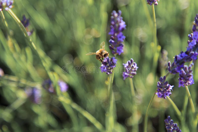 Bees Eating Nectar in Lavender Fields. Insects Concept Stock Photo ...