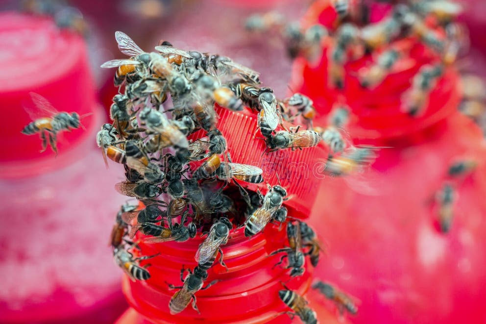 Bees are eating. stock image. Image of honeyed, eating - 304630095