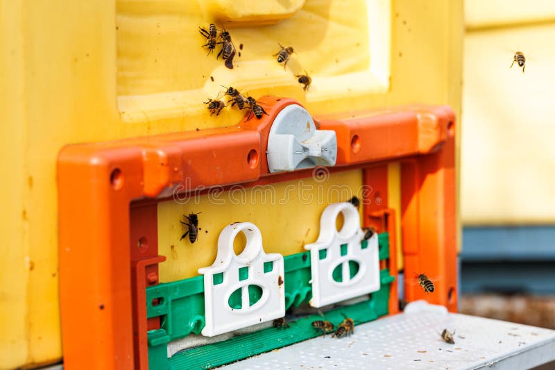 Bees Emerge from the Modern Plastic Hive S Stock Photo - Image of ...