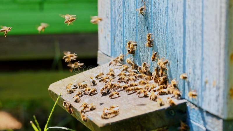 Bees Entering in Beehive in Summer Garden, Poland Stock Video - Video ...