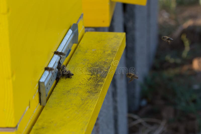 Bees Entering the Hive. Bees Defending the Hive. Stock Photo - Image of ...