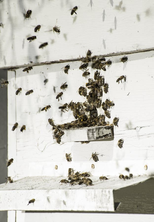 Bees entering the hive stock photo. Image of environment - 40278030