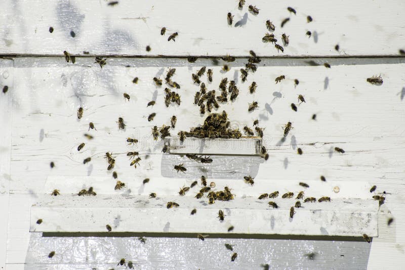 Bees entering the hive stock image. Image of apiary, sting - 40278109