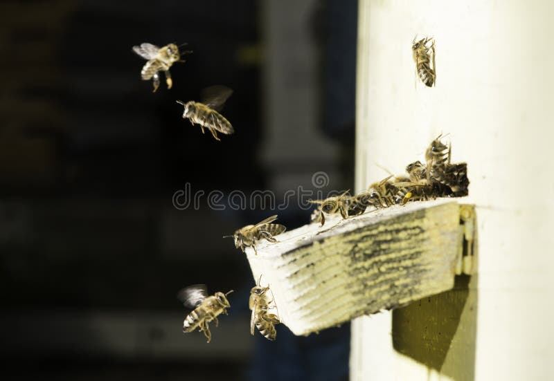 Bees entering the hive stock image. Image of beehive - 40511461