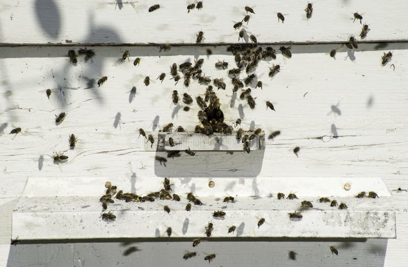 Bees entering the hive stock image. Image of enter, nature - 40511487