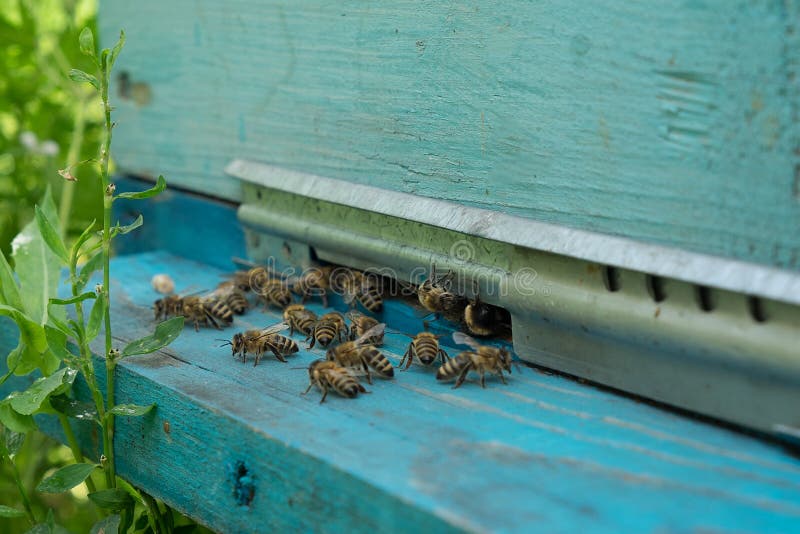 Bees Entering the Hive. White Beehive Stock Photo - Image of colony ...