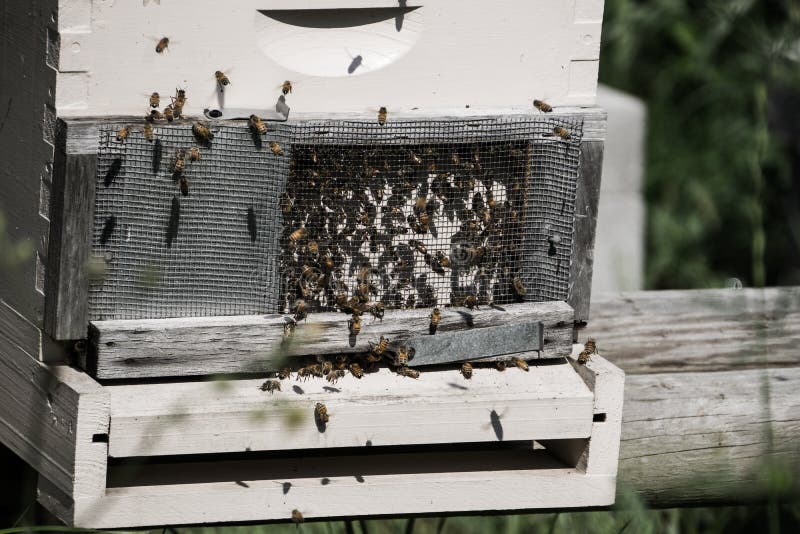 Bees Entering and Leaving a Beehive Stock Photo - Image of cell, farmer ...
