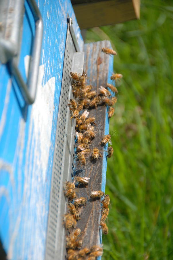 Bees at the Entry of Their Hive Stock Photo - Image of entry, pollen ...