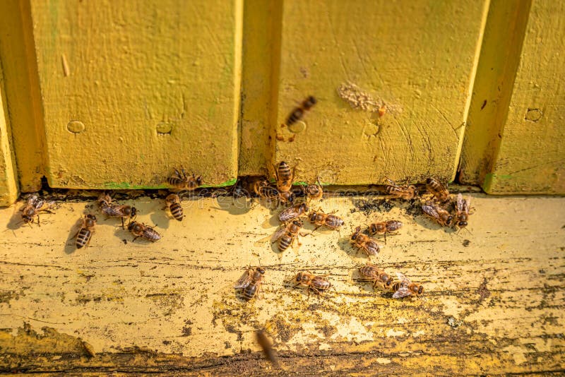 Bees at the Exit of Hive. Production of Ecological Honey Stock Photo ...