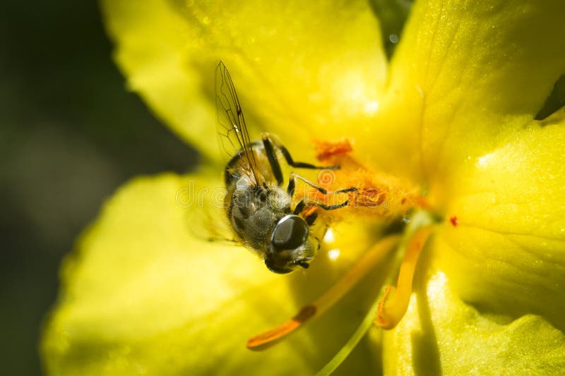 A Bee Collects Pollen on a Yellow Flower Stock Image - Image of ...