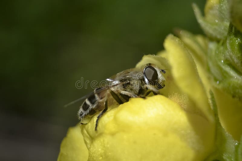 A Bee Collects Pollen on a Yellow Flower Stock Photo - Image of insects ...