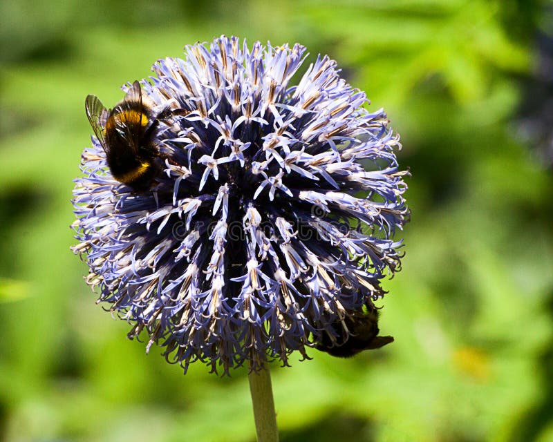 Bees Feeding on Ball Allium Stock Image - Image of garden, stem: 32851069