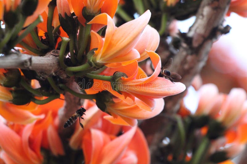 Bees Feeding on Nectar of Flame of the Forest Stock Image - Image of ...