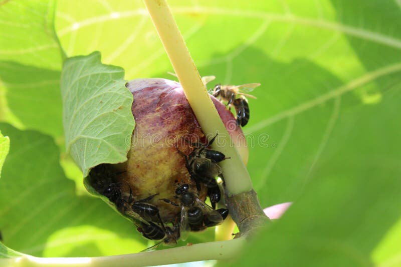 Bees and a fig fruit stock image. Image of order, inverted - 284498281