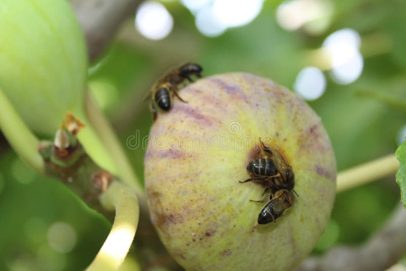Bees and a fig fruit stock image. Image of produce, bees - 284499323