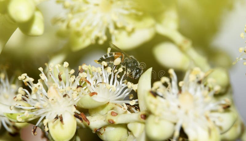 The Bees are Finding Nectar from Palm Pollen Stock Image - Image of ...