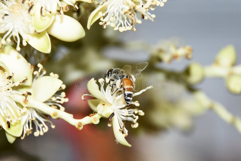 The Bees are Finding Nectar from Palm Pollen Stock Photo - Image of ...