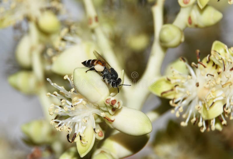 The Bees are Finding Nectar from Palm Pollen Stock Image - Image of ...